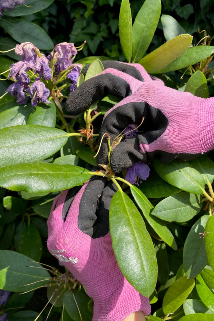 How to Deadhead Rhododendrons (& Why You Really Should)