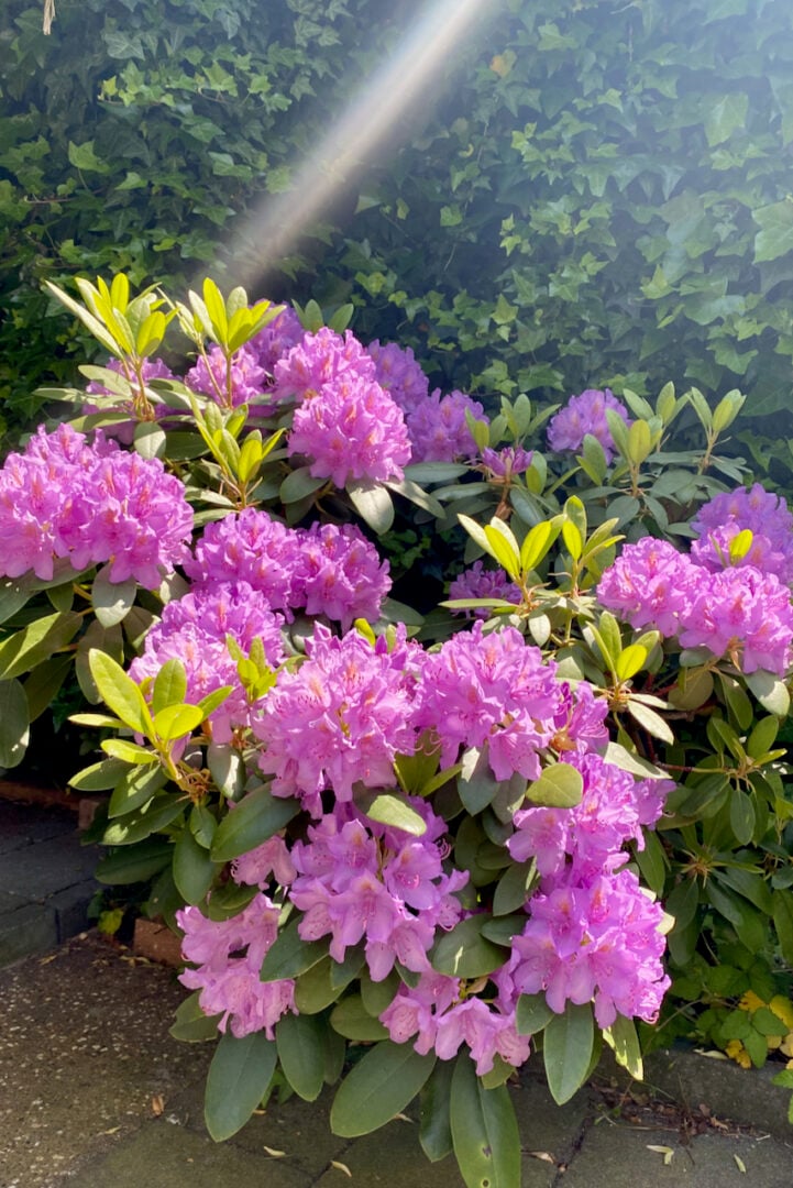 How to Deadhead Rhododendrons (& Why You Really Should)