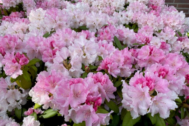 How to Deadhead Rhododendrons (& Why You Really Should)
