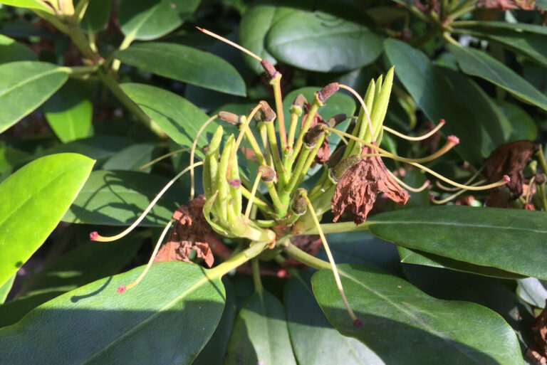 How to Deadhead Rhododendrons (& Why You Really Should)