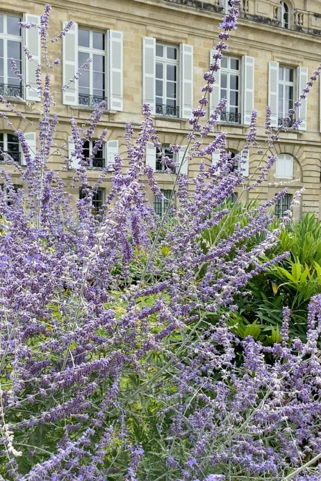 10 Things You Need to Know about Russian Sage (Perovskia)