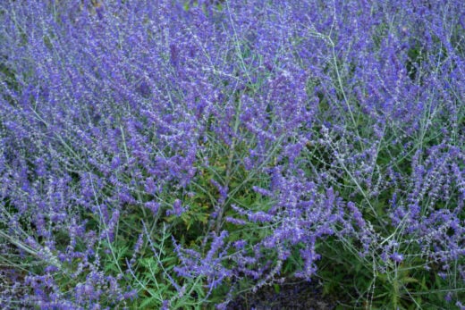 10 Things You Need to Know about Russian Sage (Perovskia)
