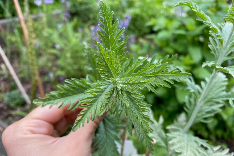 10 Things You Need to Know about Russian Sage (Perovskia)