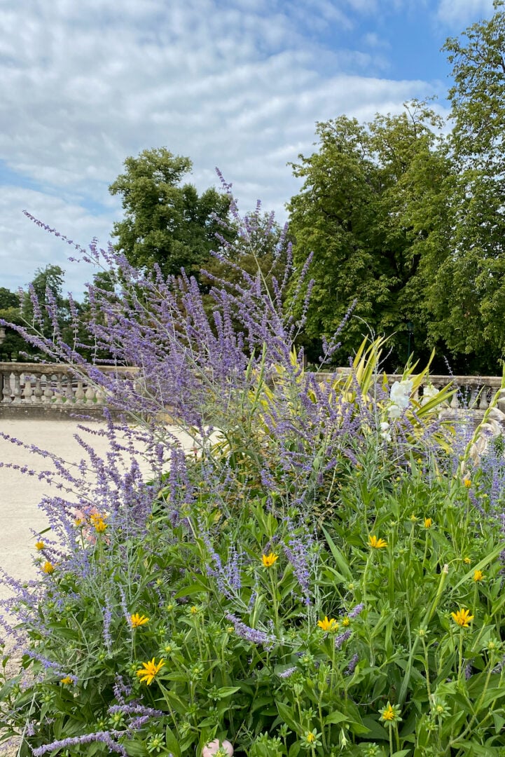 10 Things You Need to Know about Russian Sage (Perovskia)