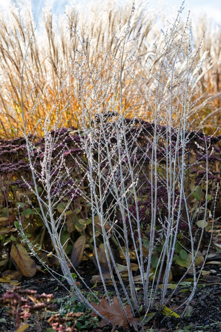10 Things You Need to Know about Russian Sage (Perovskia)