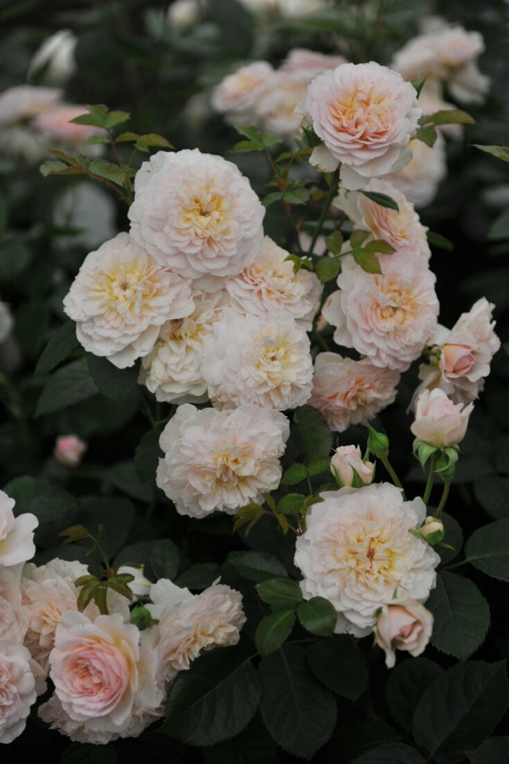 12 Plants for a Deliciously Scented Garden