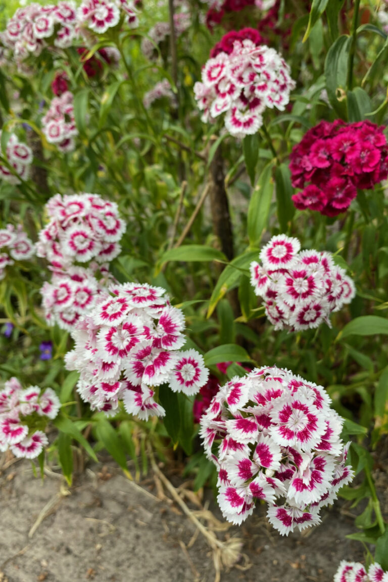 12 Plants for a Deliciously Scented Garden