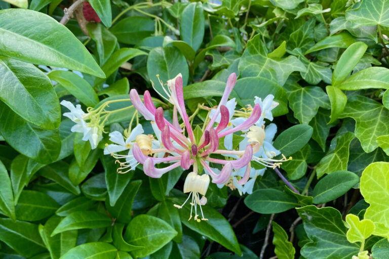 12 Plants for a Deliciously Scented Garden