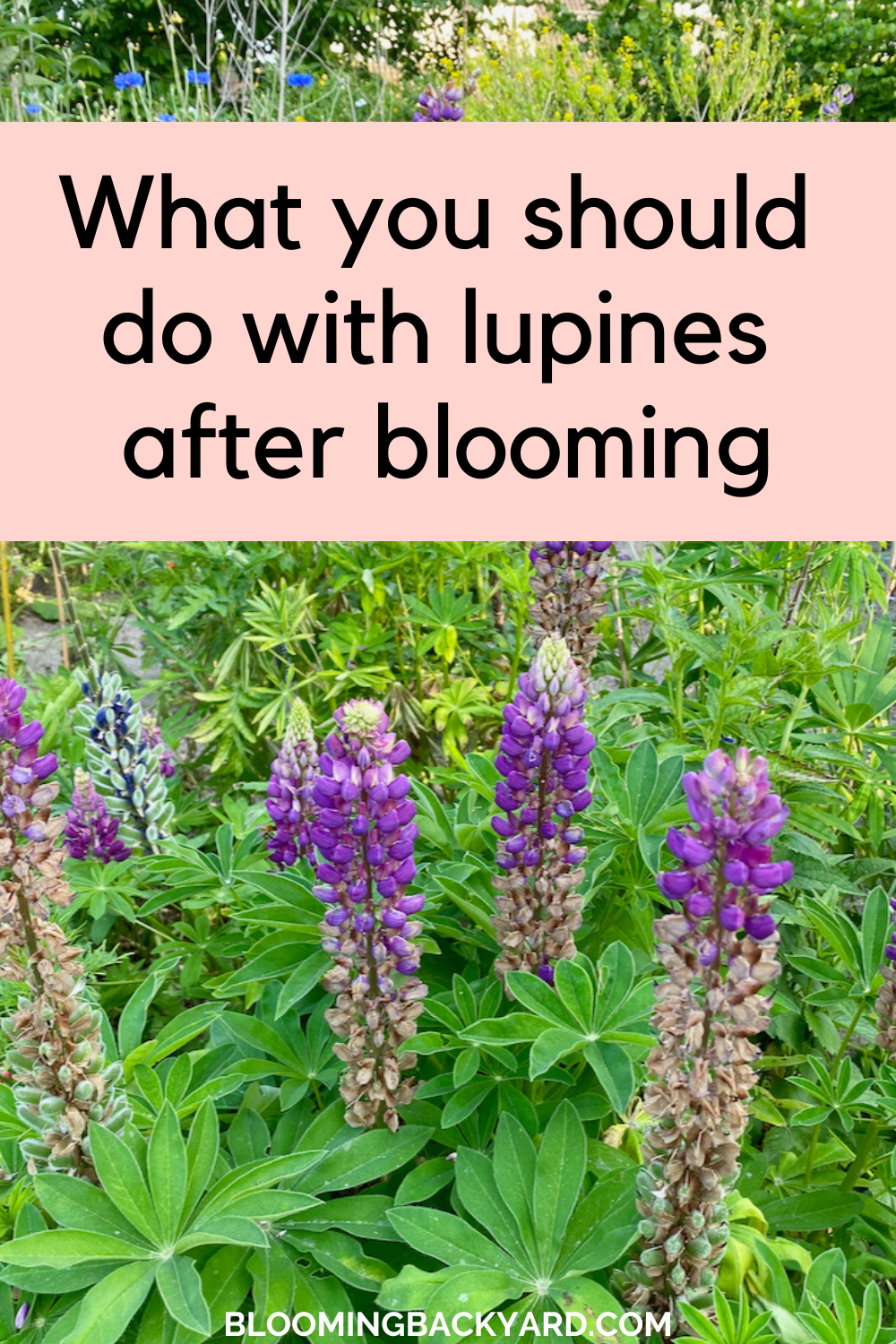 4 Things To Do With Lupines After Blooming