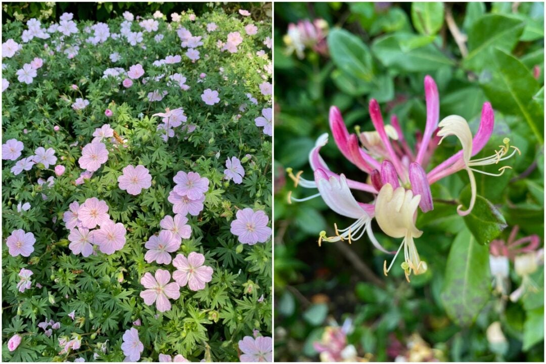 12 Plants for a Deliciously Scented Garden