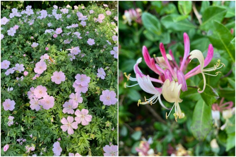 12 Plants for a Deliciously Scented Garden