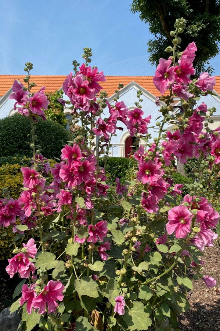 What to Do with Hollyhocks After Blooming (& One Thing To Avoid)