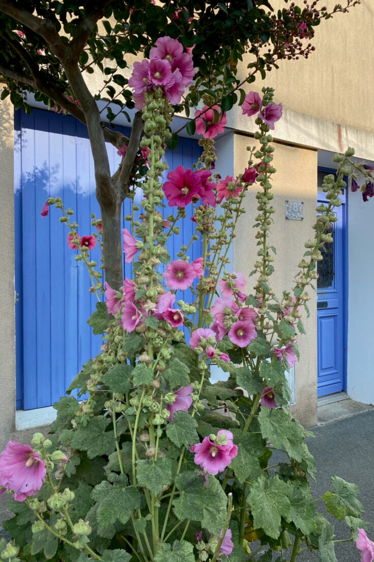 What to Do with Hollyhocks After Blooming (& One Thing To Avoid)