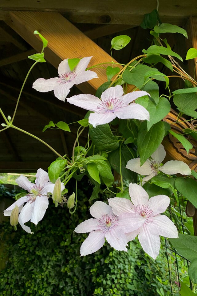 How to Take Clematis Cuttings (& Some Tricks to Help Them Root)
