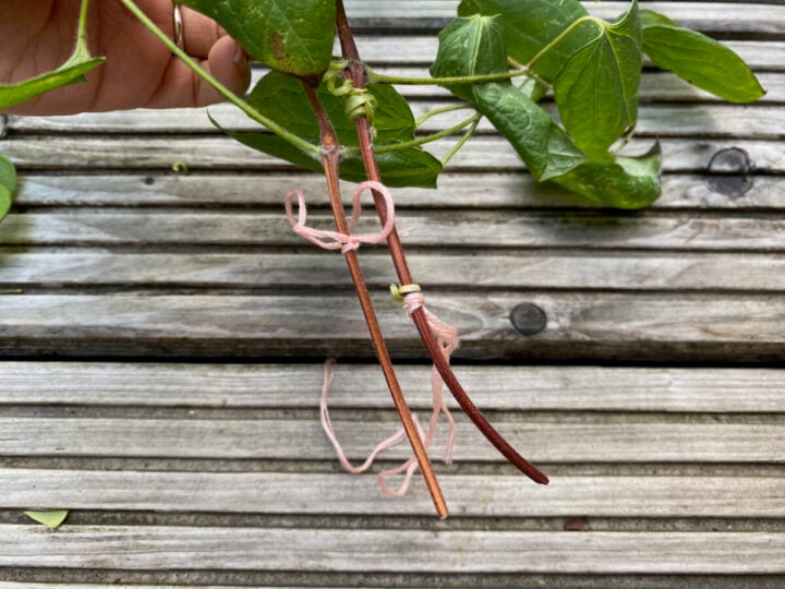 How to Take Clematis Cuttings (& Some Tricks to Help Them Root)