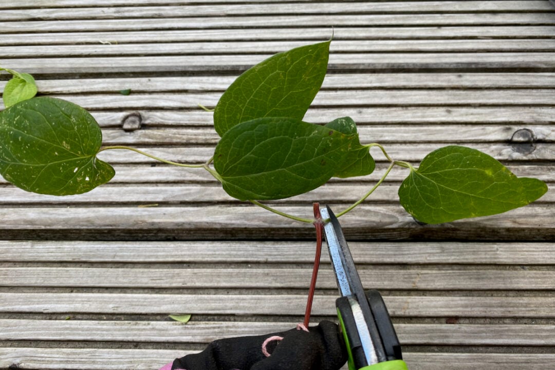How to Take Clematis Cuttings (& Some Tricks to Help Them Root)