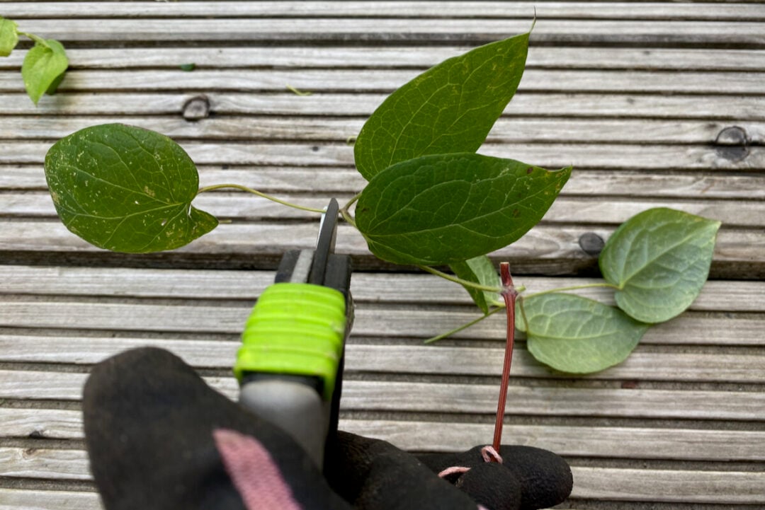 How to Take Clematis Cuttings (& Some Tricks to Help Them Root)