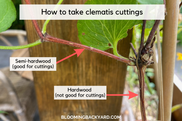 How to Take Clematis Cuttings (& Some Tricks to Help Them Root)