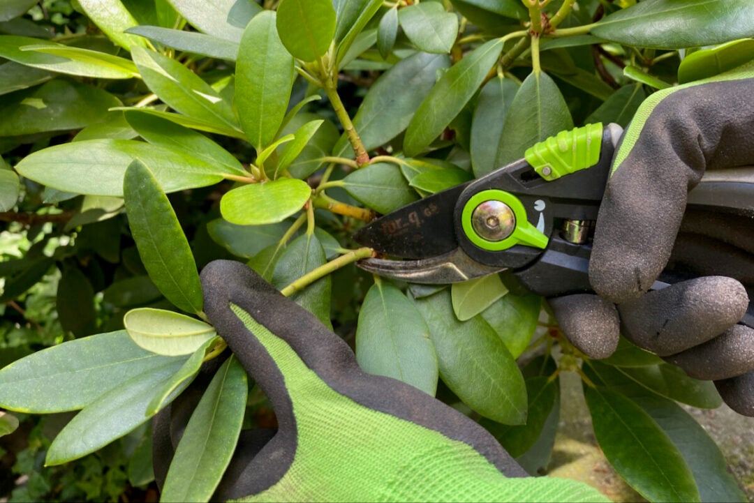 How To Propagate Rhododendron