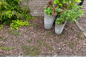 10 Plants That Will Thrive in Shallow Soil (& 6 Tips for Planting a ...