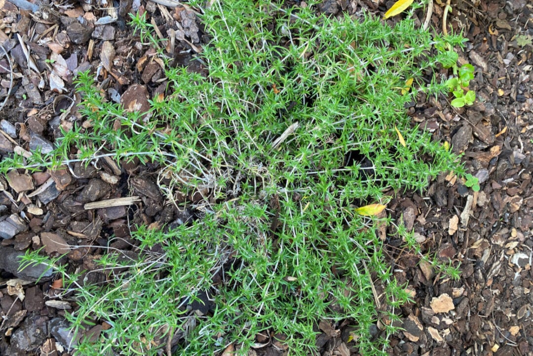 10 Plants That Will Thrive in Shallow Soil (& 6 Tips for Planting a ...