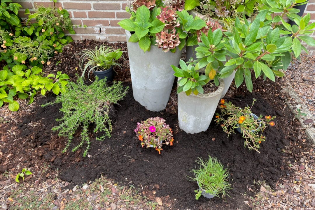 10 Plants That Will Thrive in Shallow Soil (& 6 Tips for Planting a ...