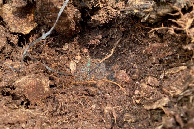 10 Plants That Will Thrive in Shallow Soil (& 6 Tips for Planting a ...