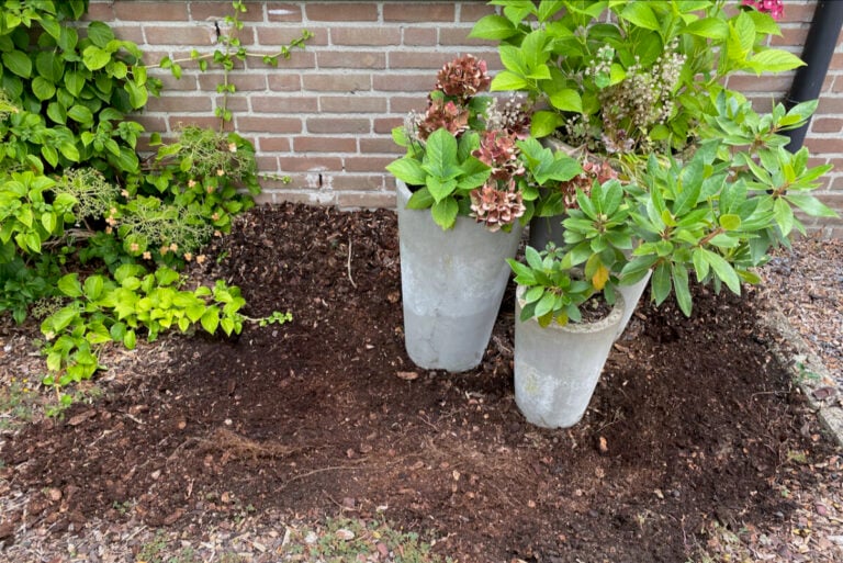 10 Plants That Will Thrive in Shallow Soil (& 6 Tips for Planting a ...