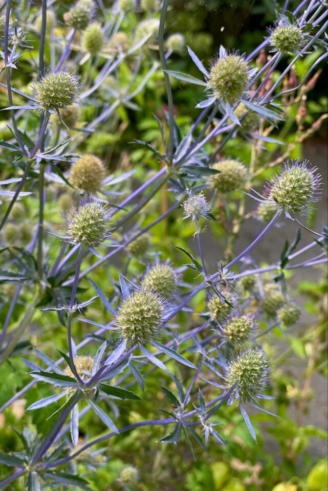 10 Plants That Will Thrive in Shallow Soil (& 6 Tips for Planting a ...