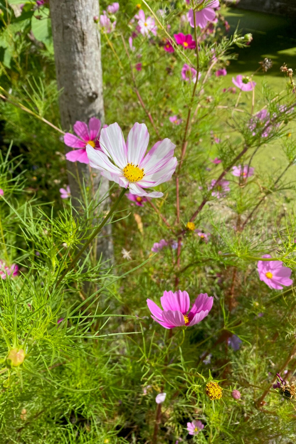 How To Stake Garden Plants (& Tips To AVOID Staking Plants)