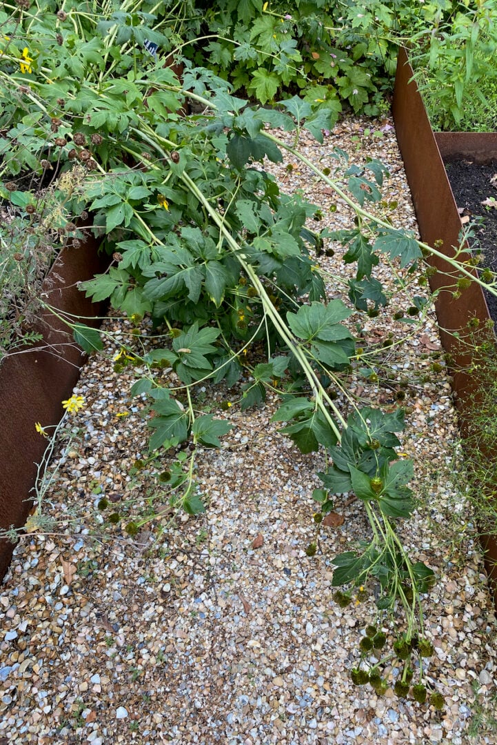 How To Stake Garden Plants (& Tips To AVOID Staking Plants)