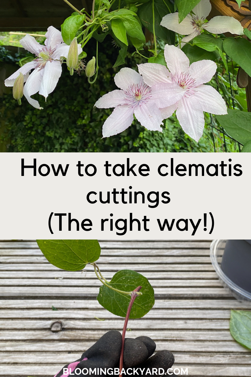 How to Take Clematis Cuttings (& Some Tricks to Help Them Root)