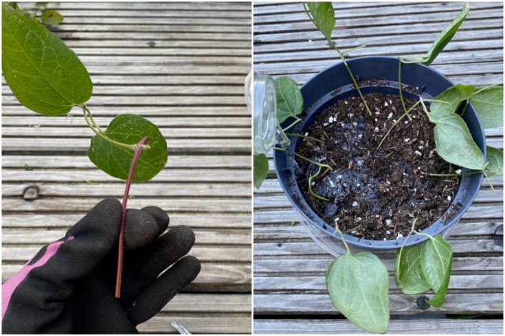 How to Take Clematis Cuttings (& Some Tricks to Help Them Root)