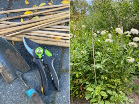 10 Plants That Will Thrive in Shallow Soil (& 6 Tips for Planting a ...