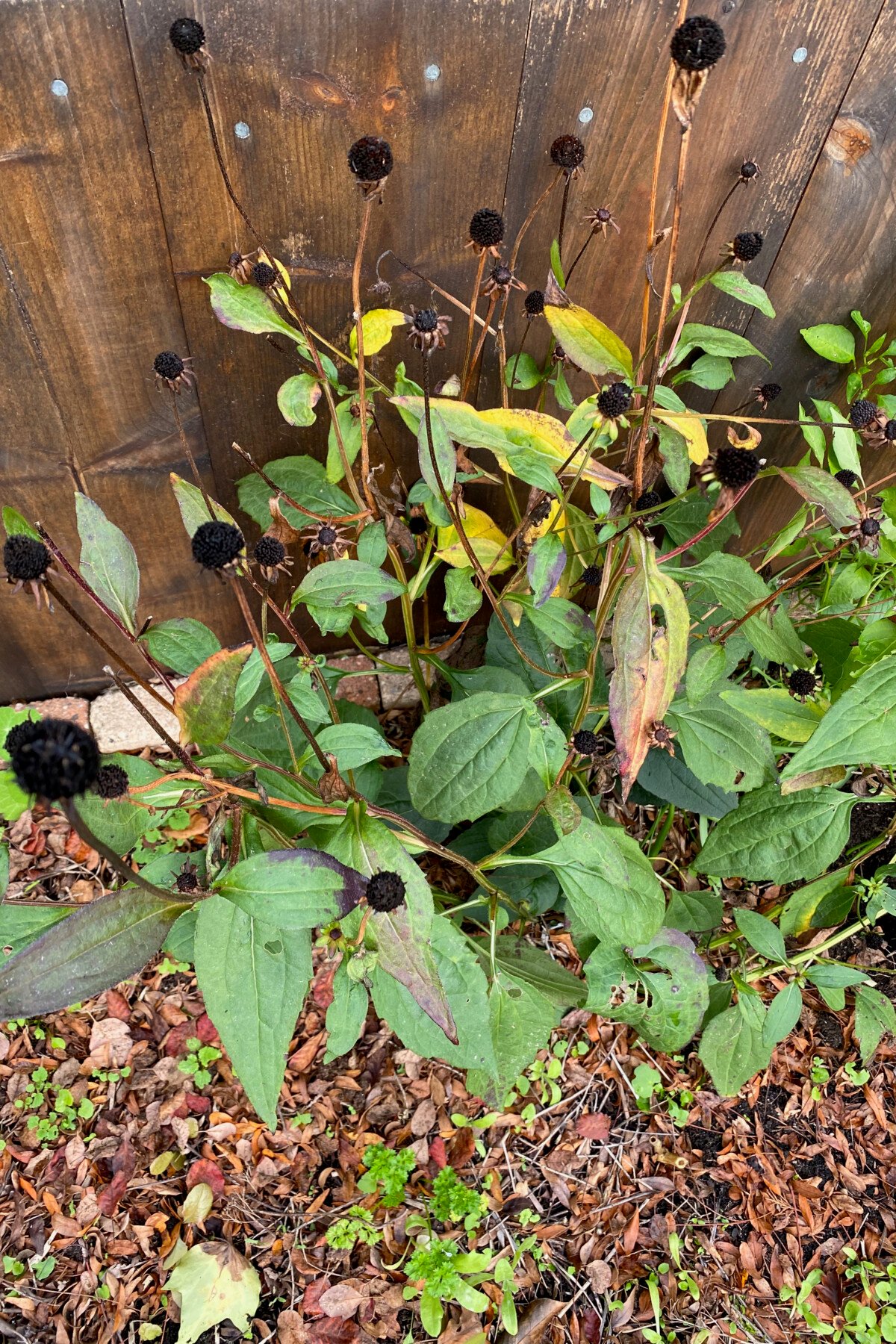 What to Do With Your Black-Eyed Susans (Rudbeckia) After Flowering