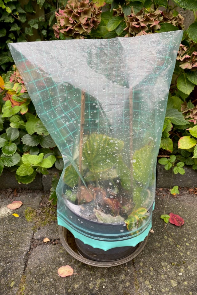 8 Propagation Mistakes That Can Kill Your Cuttings
