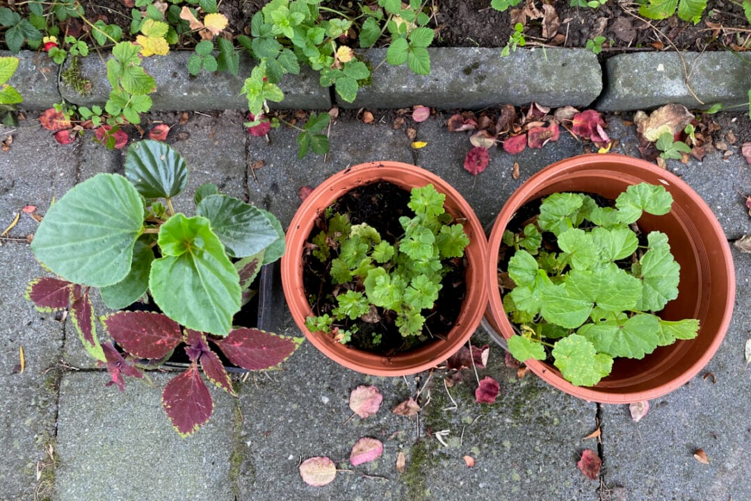8 Propagation Mistakes That Can Kill Your Cuttings