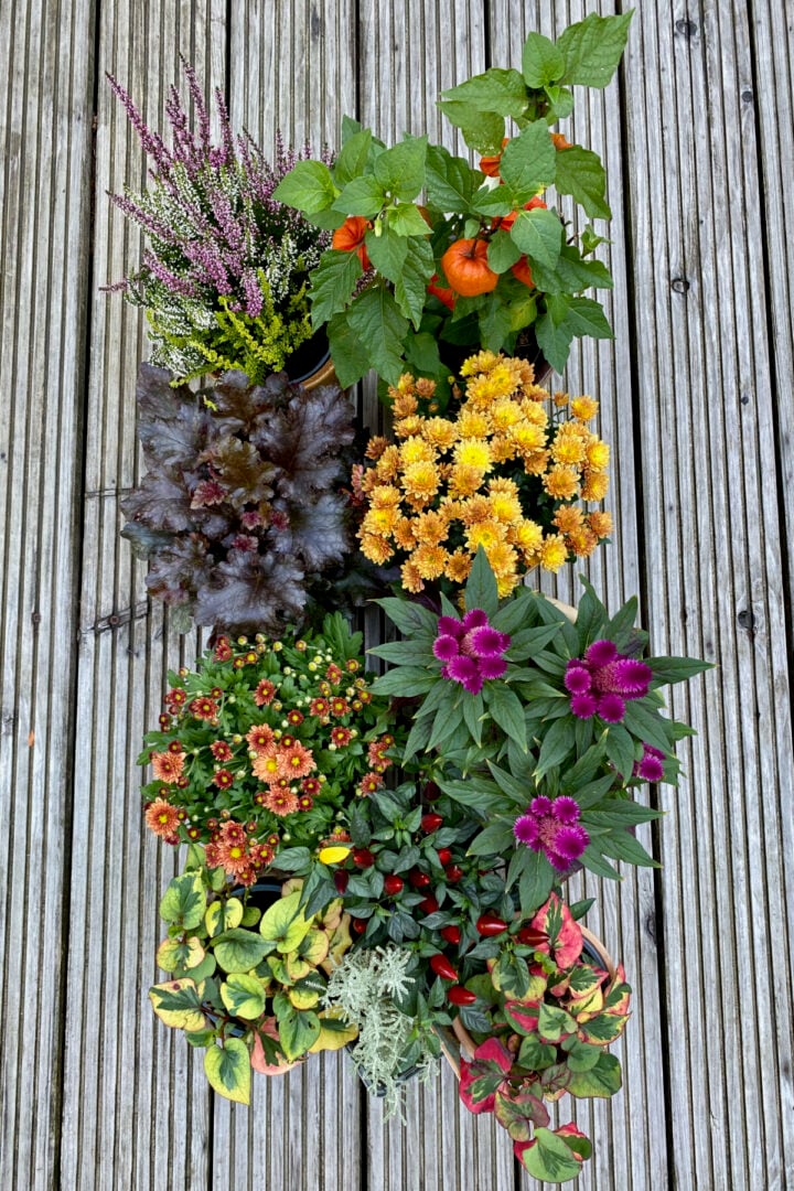 Planting a Fall Window Box: 10 Gorgeous Plants To Choose