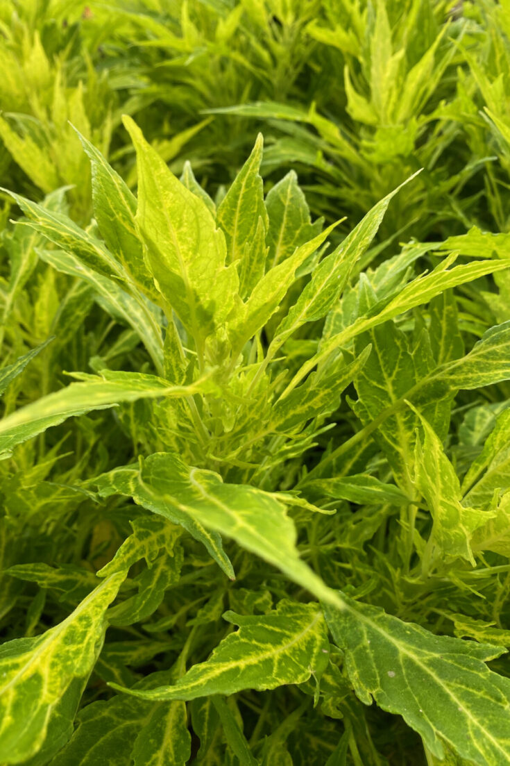 Planting a Fall Window Box: 10 Gorgeous Plants To Choose
