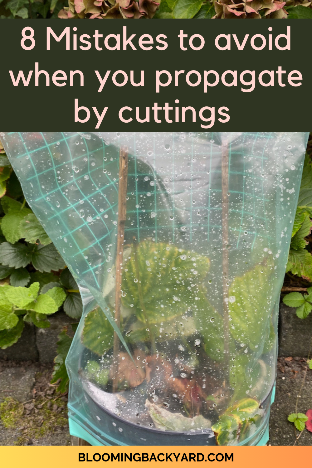8 Propagation Mistakes That Can Kill Your Cuttings