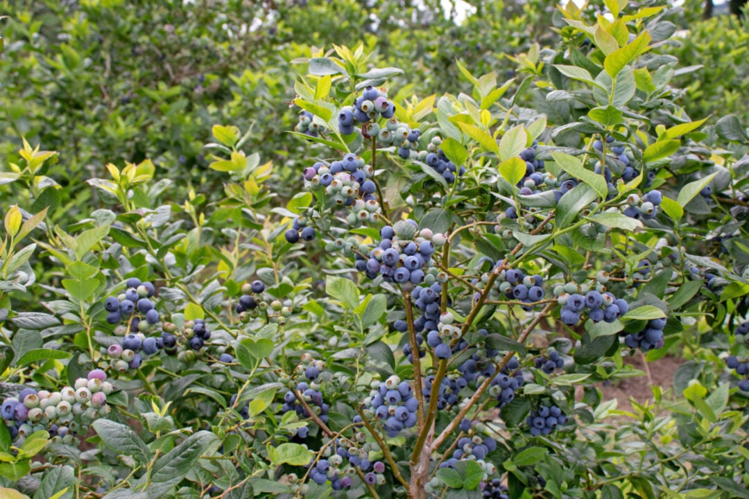 13 Plants That Are Happy Planted Under Trees