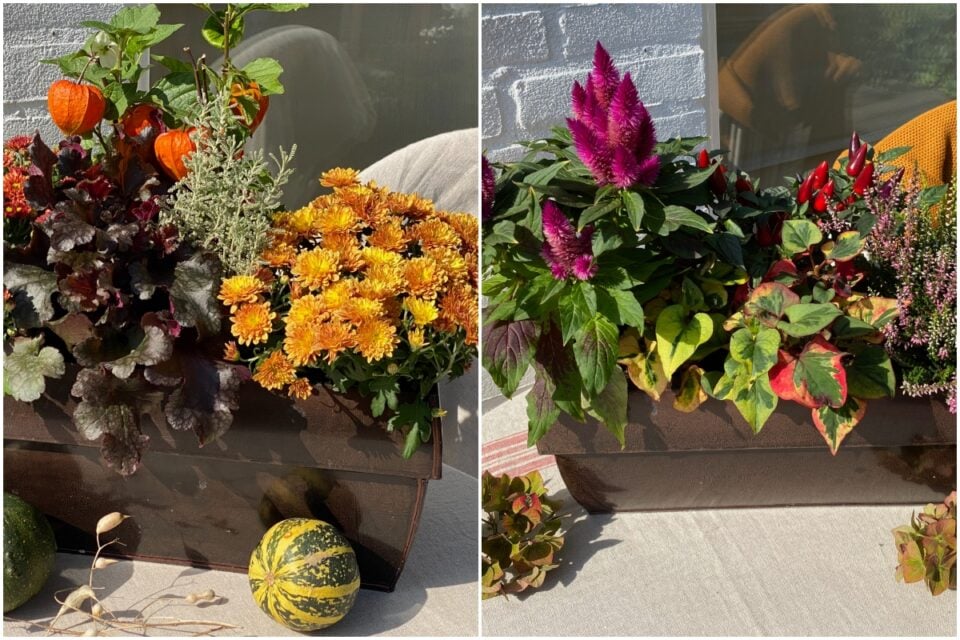 Planting a Fall Window Box: 10 Gorgeous Plants To Choose