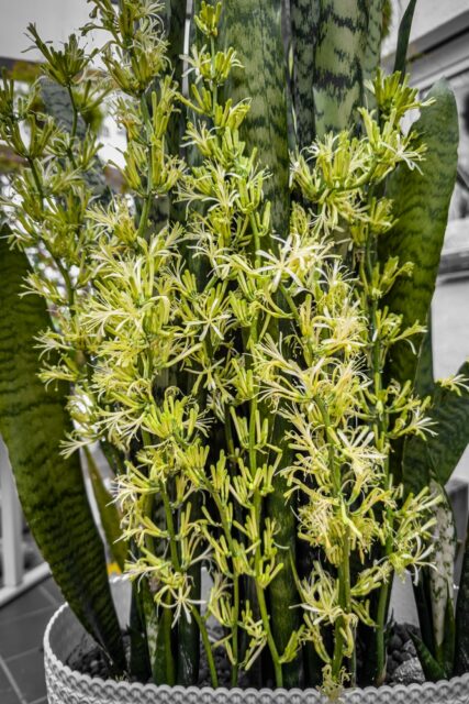 The Elusive Snake Plant Flower: How To Get Your Snake Plant To Bloom