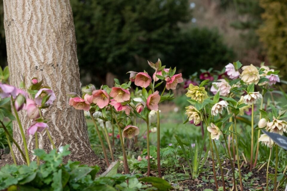 13 Plants That Are Happy Planted Under Trees