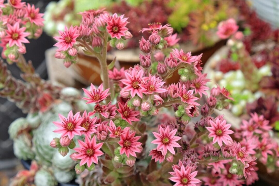 13 Plants That Are Happy Planted Under Trees
