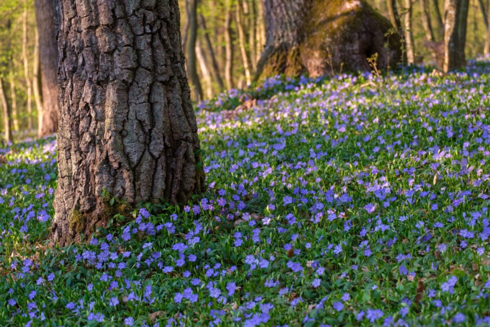 13 Plants That Are Happy Planted Under Trees