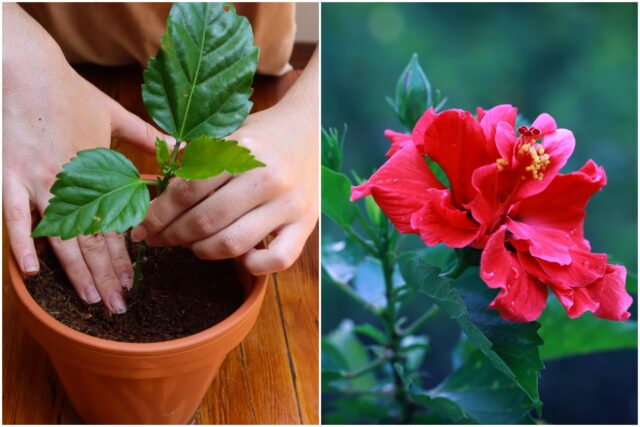How To Propagate Hibiscus From Cuttings (With Photos)