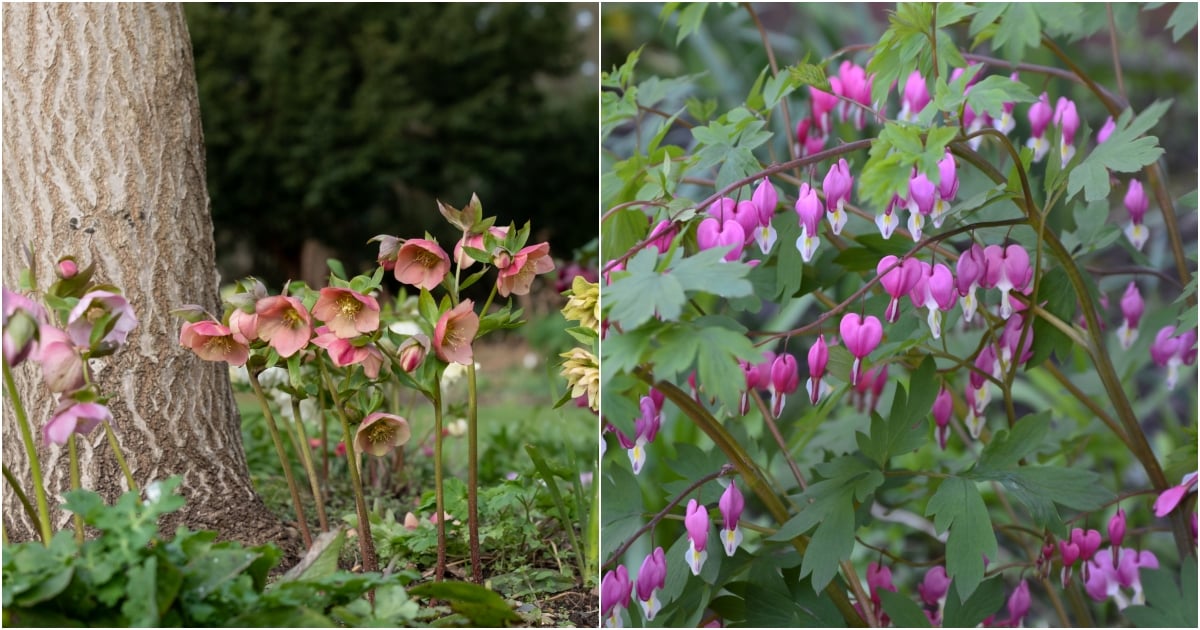13 Plants That Are Happy Planted Under Trees