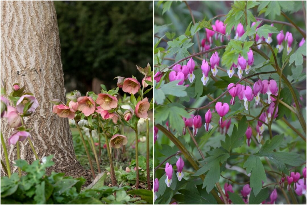 13 Plants That Are Happy Planted Under Trees