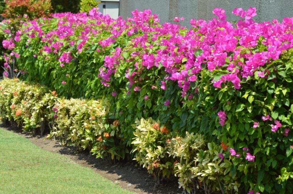 9 Plants to Grow Along a Fence Line For Beauty & Privacy
